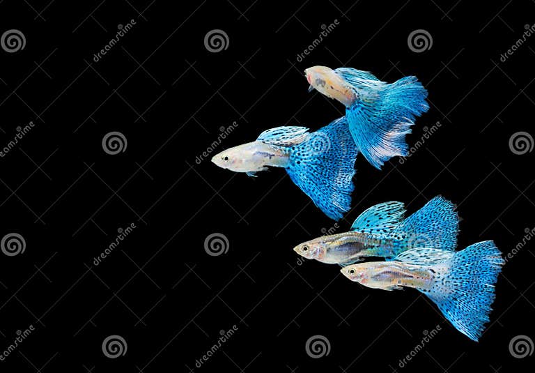 Swimming blue guppy stock photo. Image of fish, guppy - 9855080