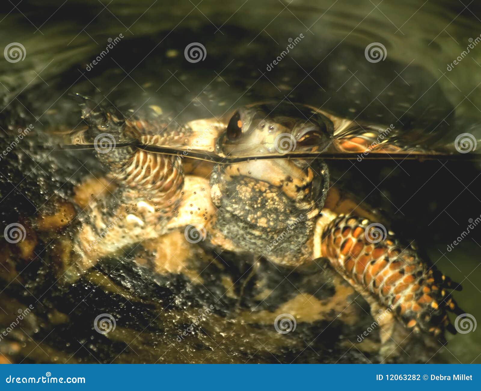 Swimming box turtle stock photo. Image of motion, shell - 12063282