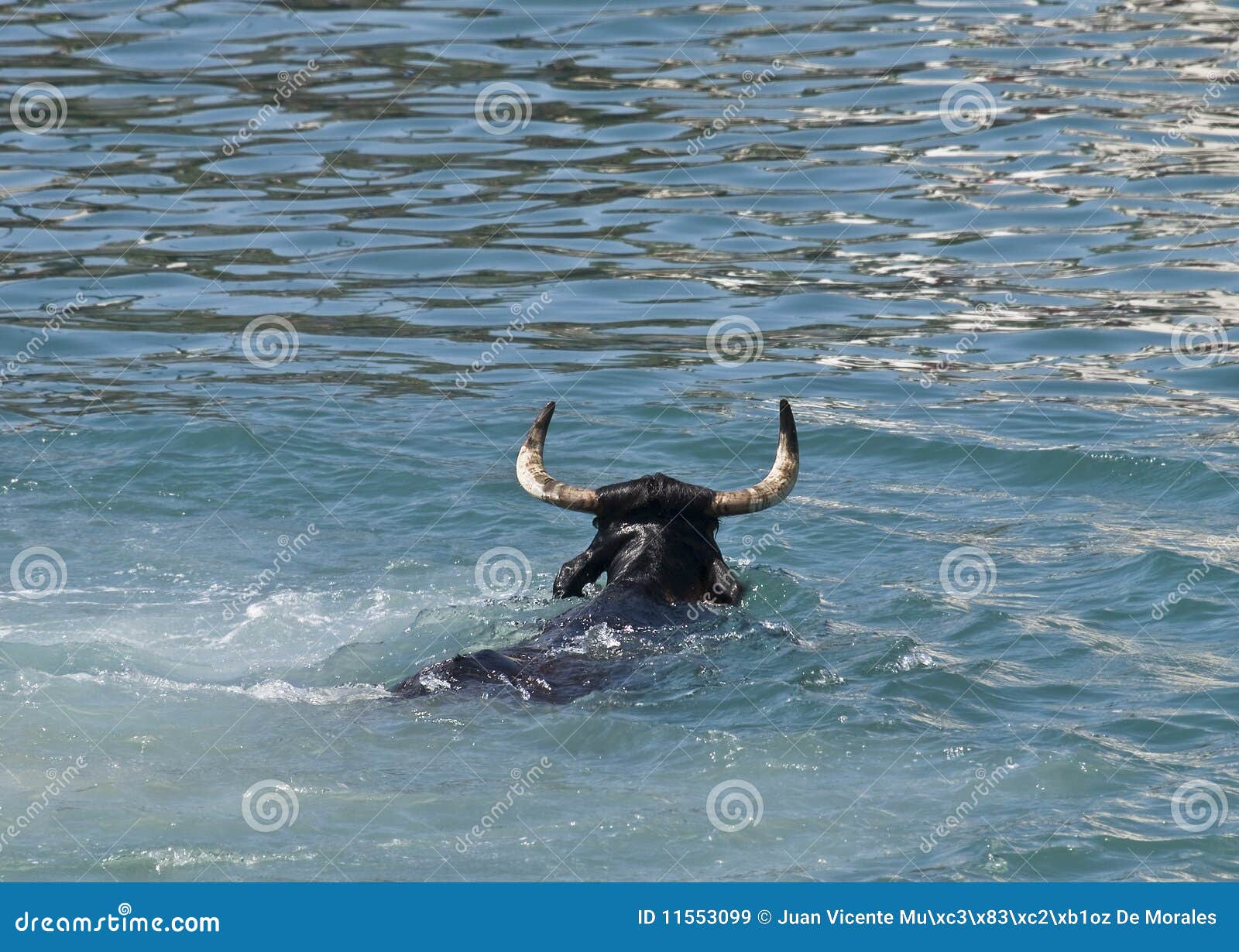 Swimming Bull stock image. Image of unique, swimming - 11553099