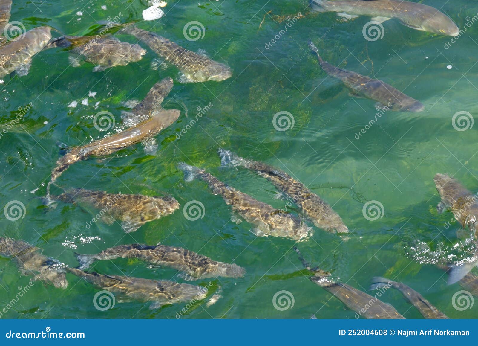 Swimming Carp Fish in Rheinfalls Stock Photo - Image of river, swim ...