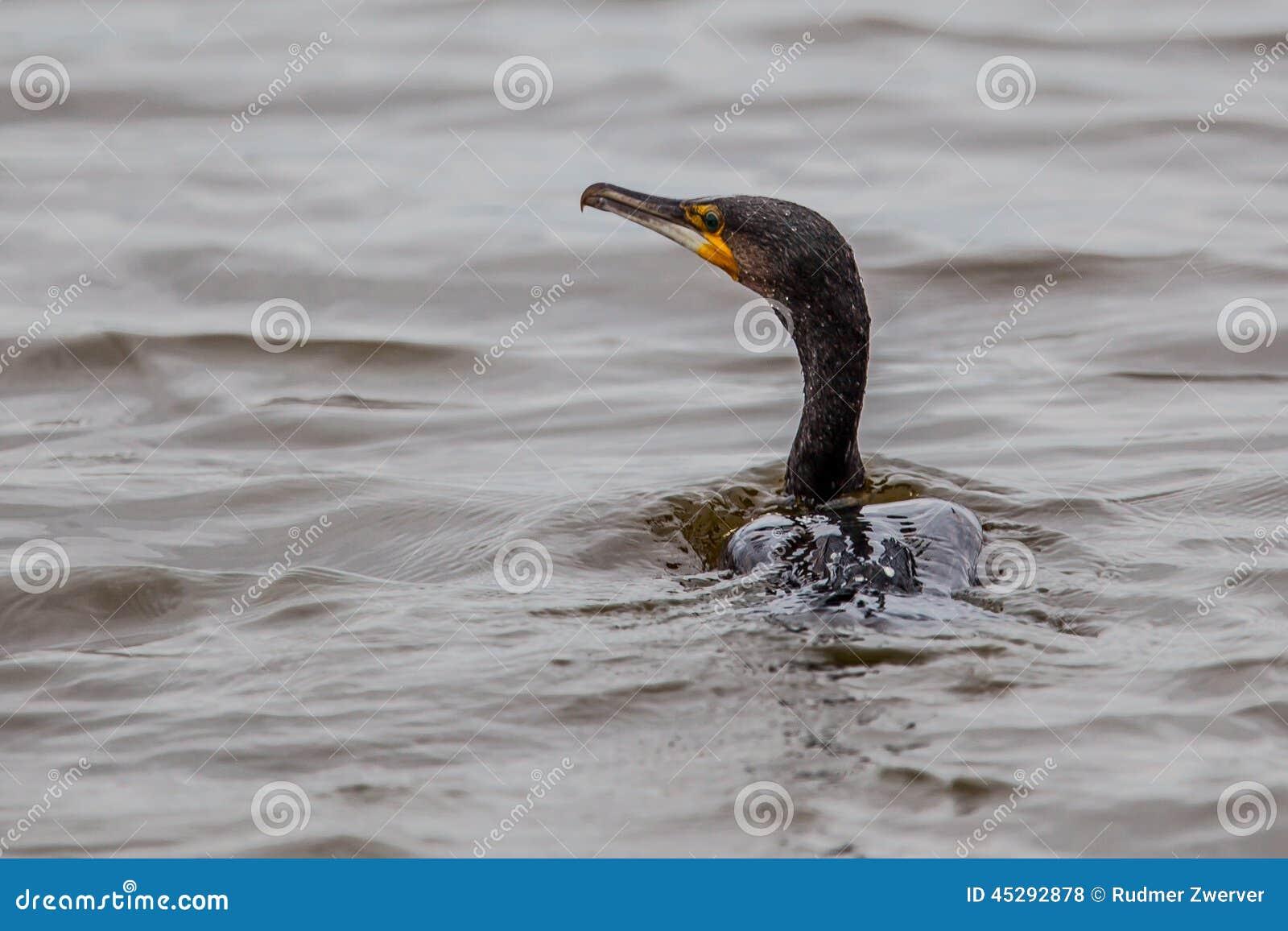 Swimming Cormorant stock photo. Image of fauna, black - 45292878