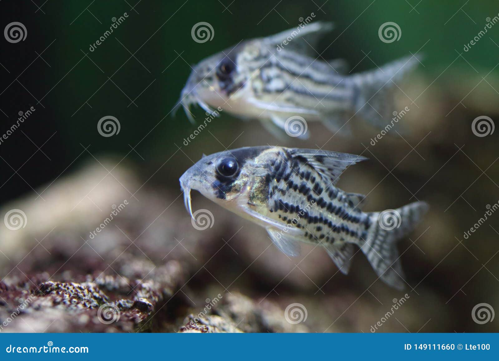 Swimming Corydoras stock photo. Image of fish, spotted - 149111660