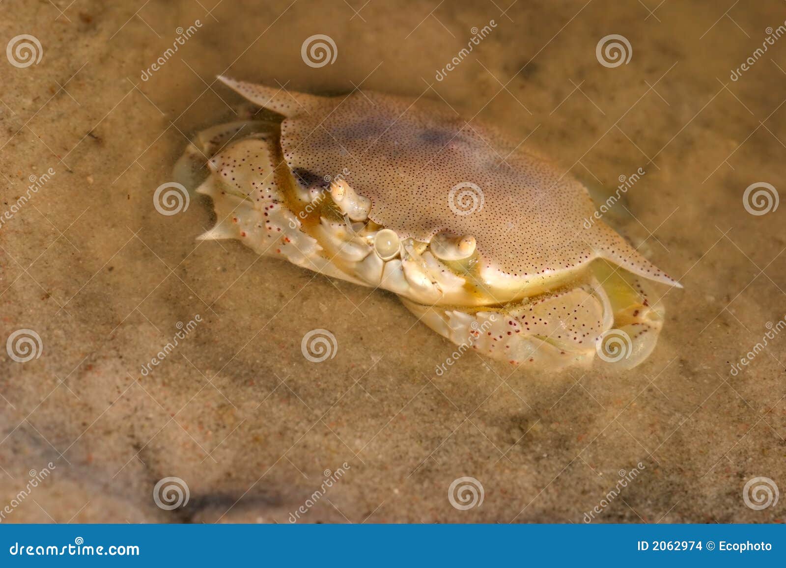 Swimming crab stock photo. Image of ocean, sandy, wildlife - 2062974