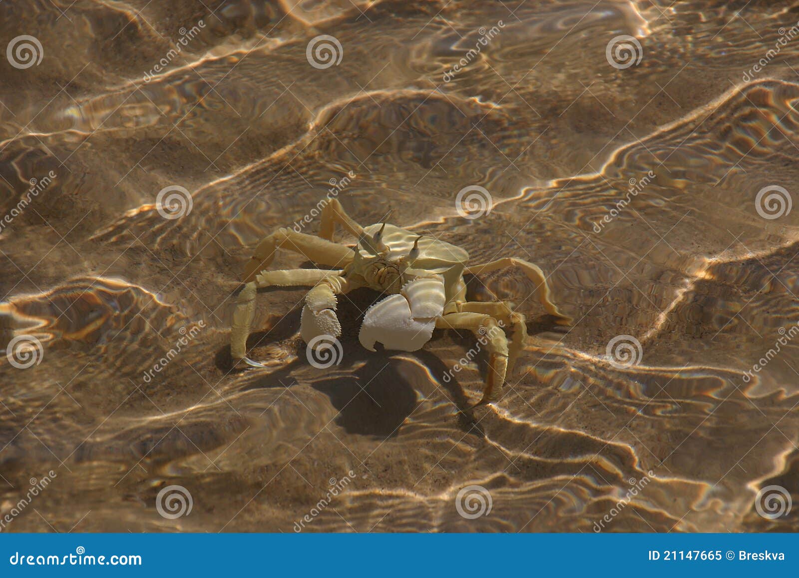 Swimming crab stock image. Image of crab, wave, eyes - 21147665