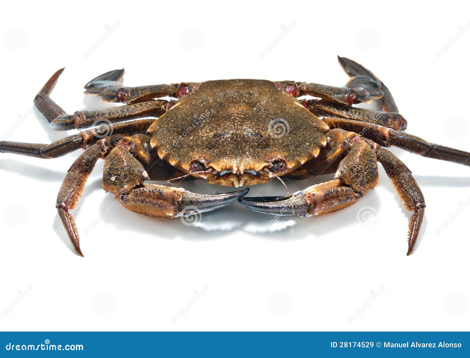 Swimming crabs stock image. Image of coastal, diving - 28174529