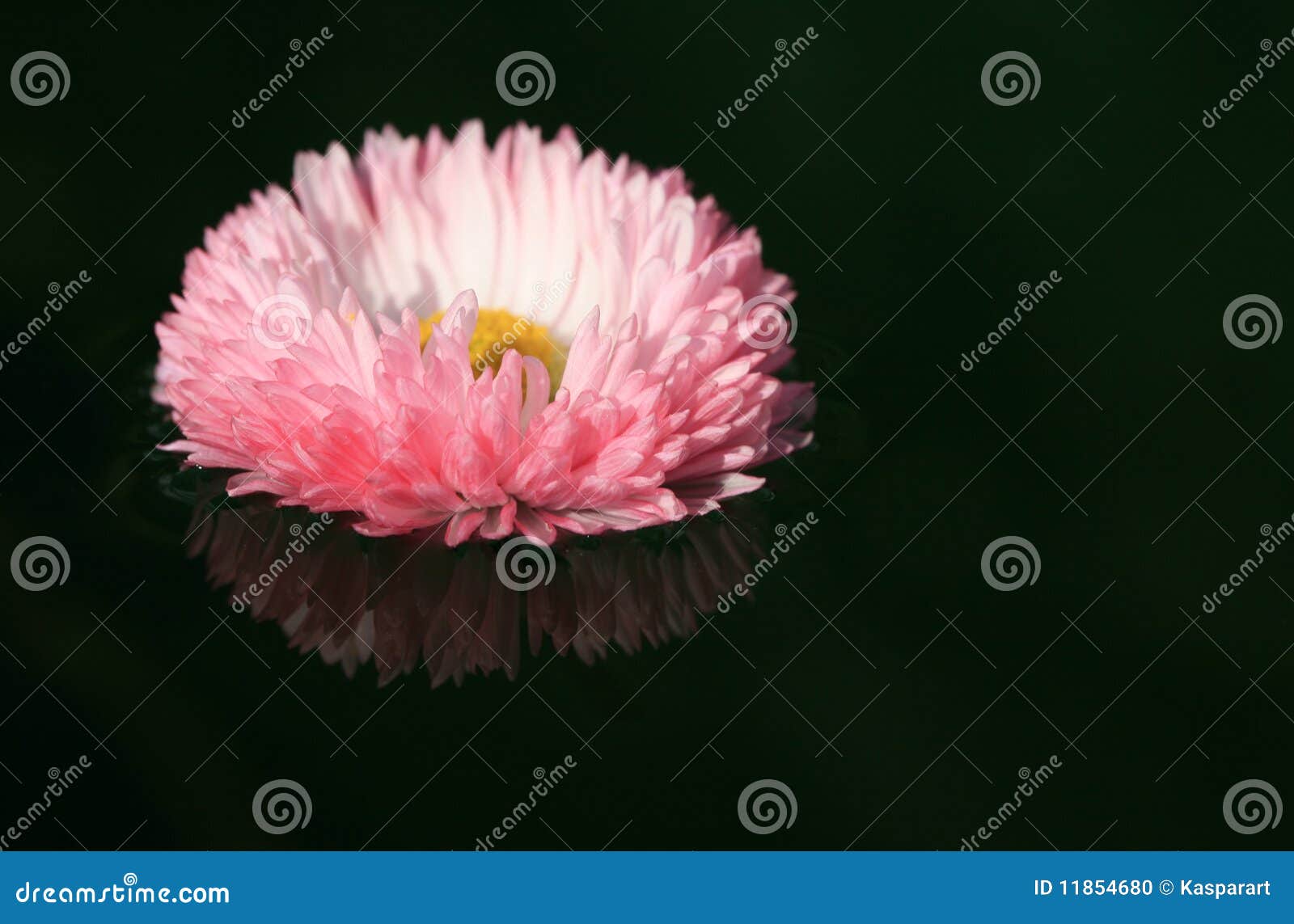 Swimming daisy stock photo. Image of white, pink, flower - 11854680