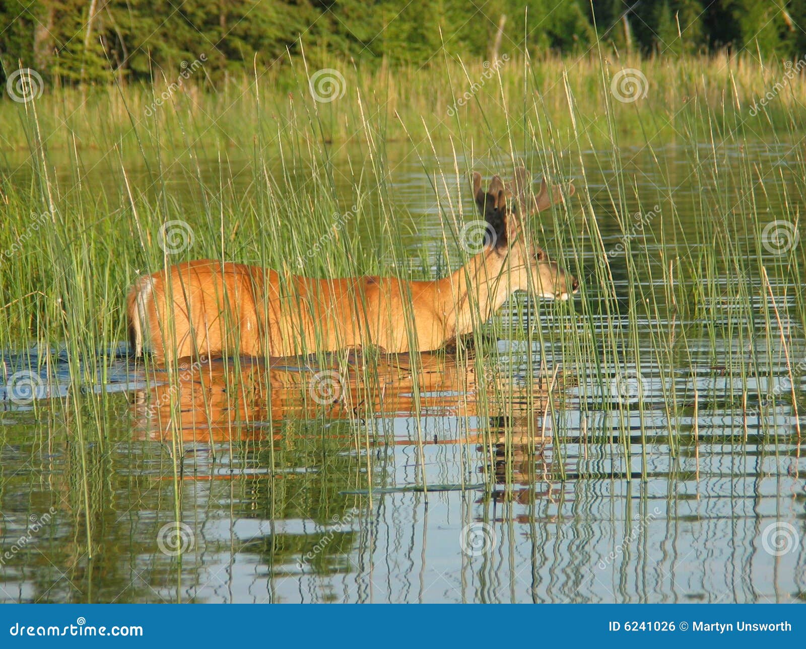 Swimming Deer stock photo. Image of canoeing, wildlife - 6241026