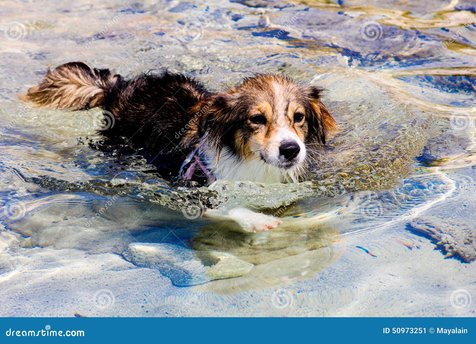 Swimming dog stock image. Image of aqua, white, border - 50973251