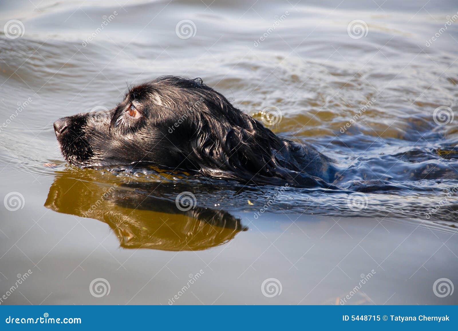 Swimming Dog and His Reflection Stock Image - Image of puppies, pets ...