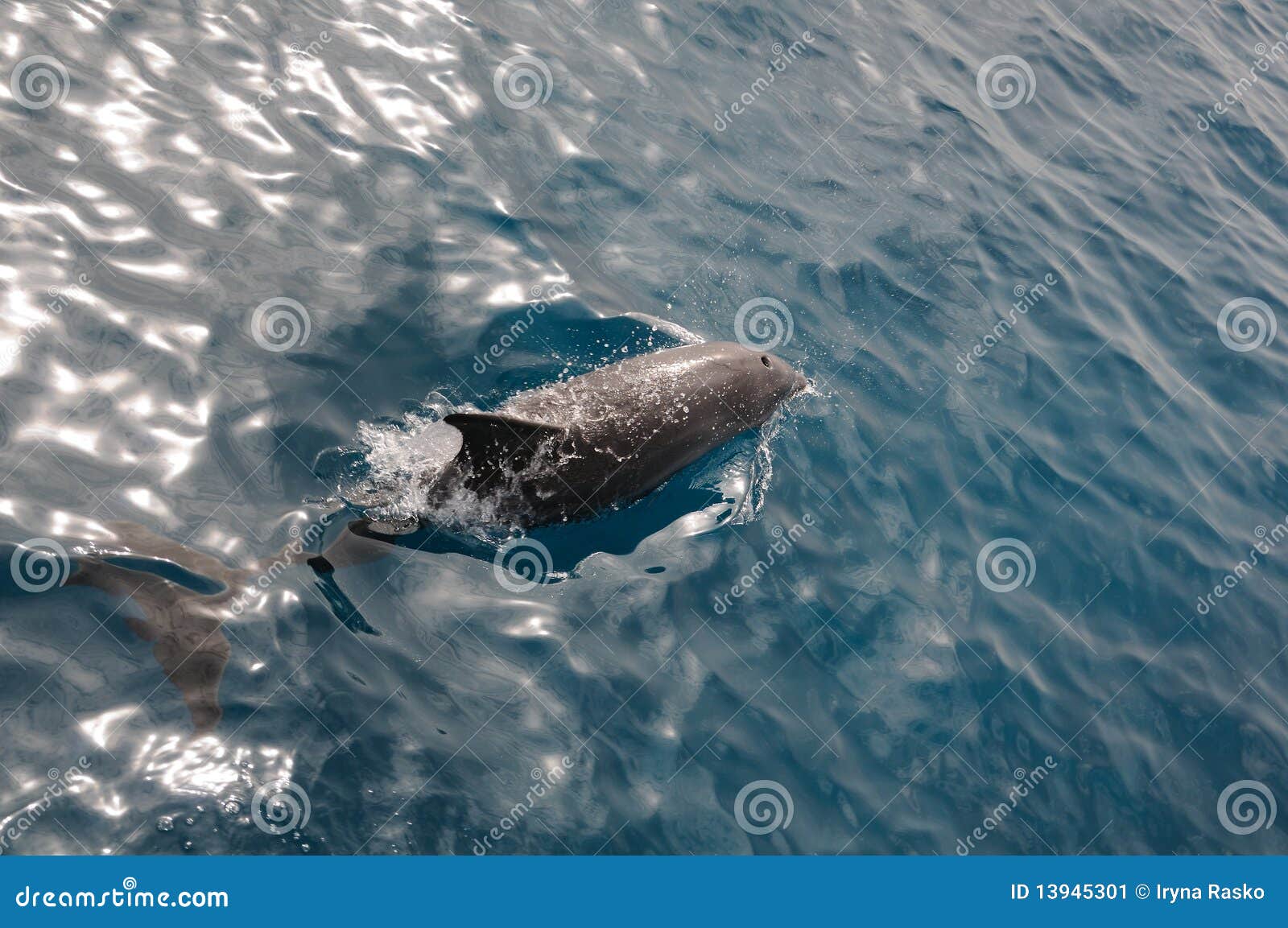 202 Blue Dark Dolphin Photos - Free & Royalty-Free Stock Photos from ...