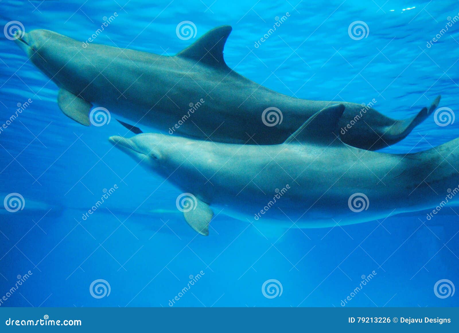 Swimming Dolphin Pair stock photo. Image of couple, swimming - 79213226