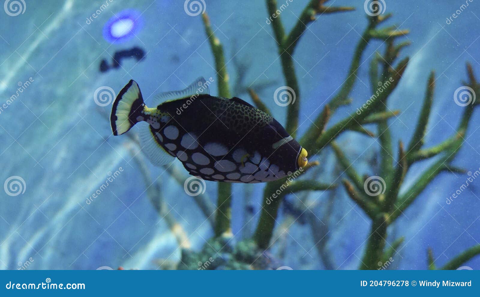 Swimming dori fish stock photo. Image of aquarium, ocean - 204796278