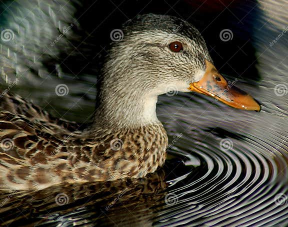 Swimming Duck stock image. Image of waterfowl, quack, float - 1188737