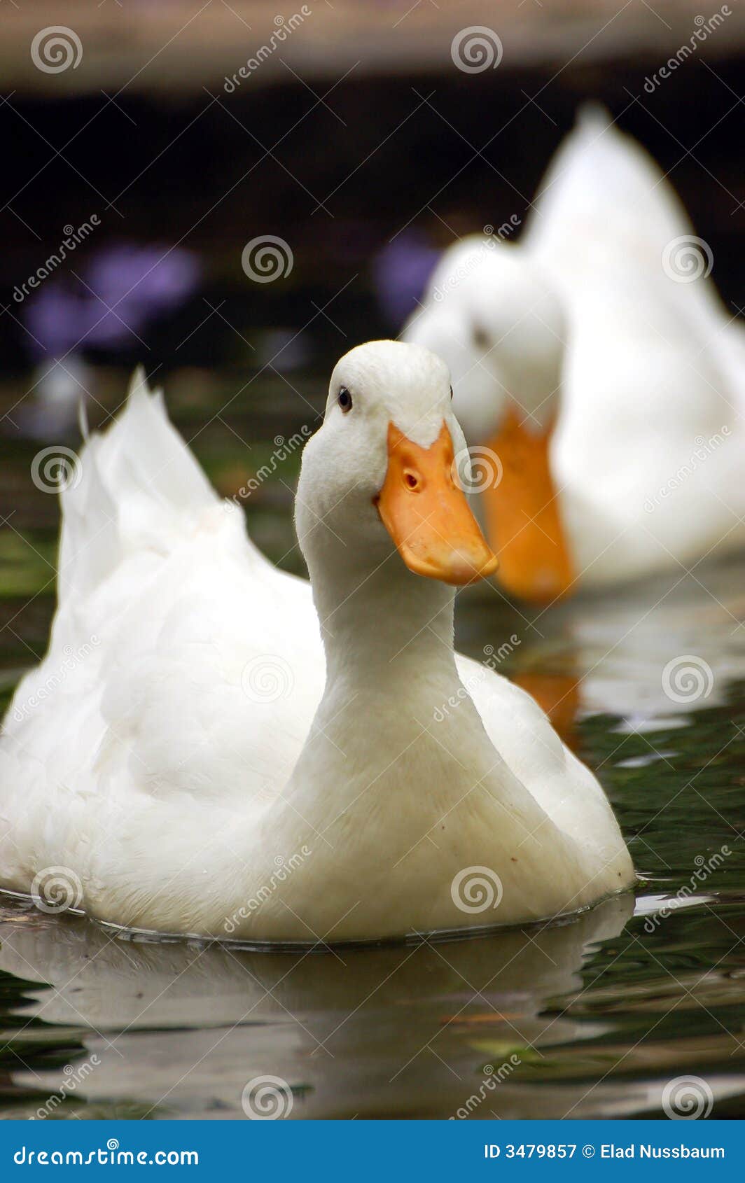Swimming duck stock image. Image of farm, animal, swimming - 3479857