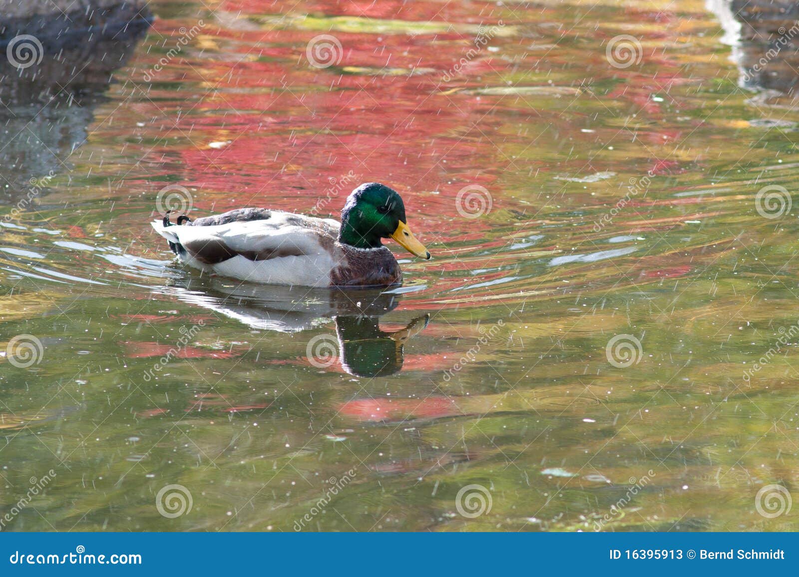 Swimming duck in the rain stock image. Image of reflection - 16395913