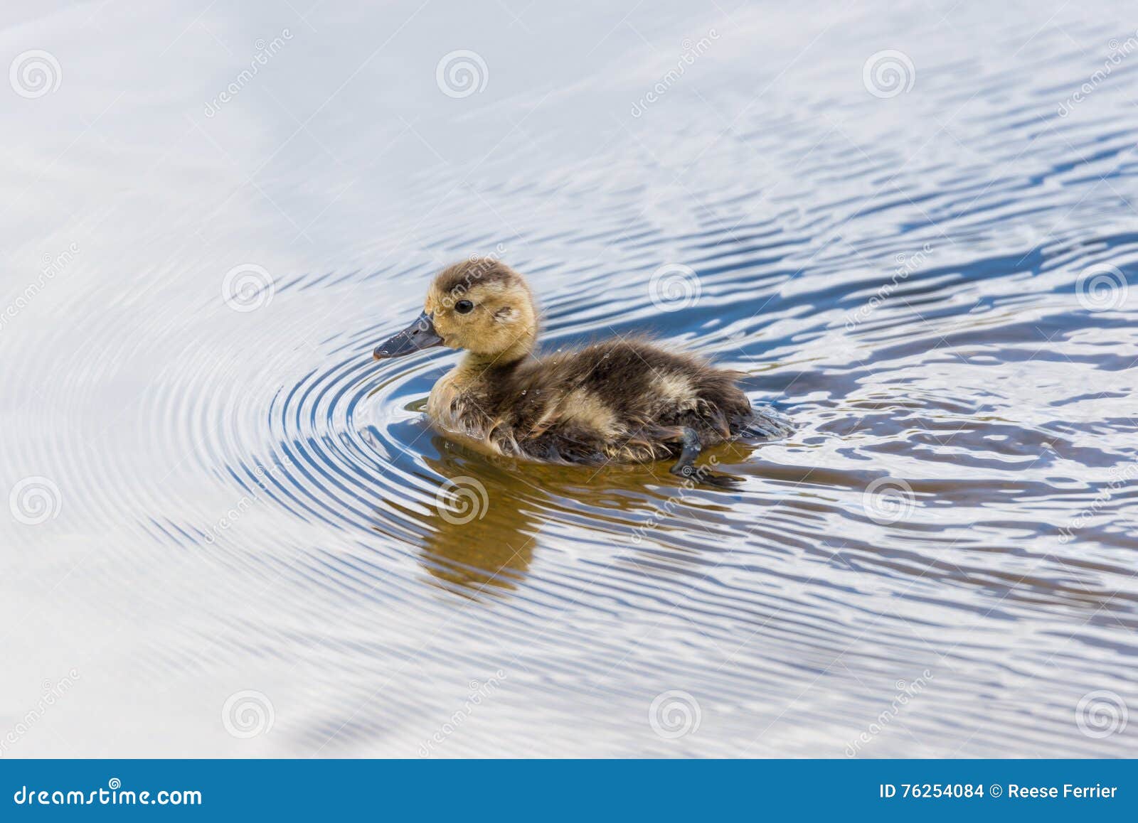 Swimming Duckling stock photo. Image of girl, water, eating - 76254084