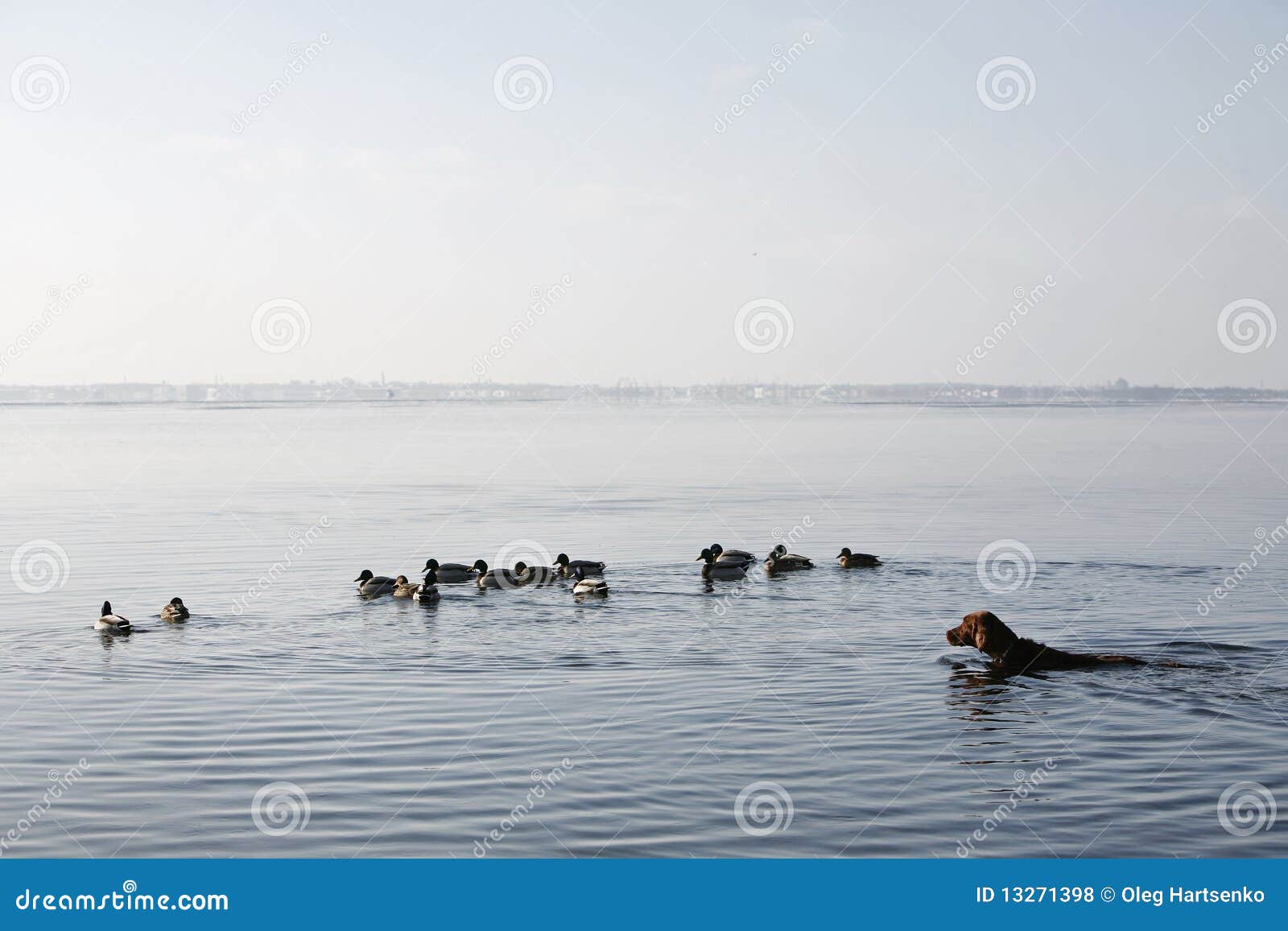 Swimming with ducks stock photo. Image of water, setter - 13271398