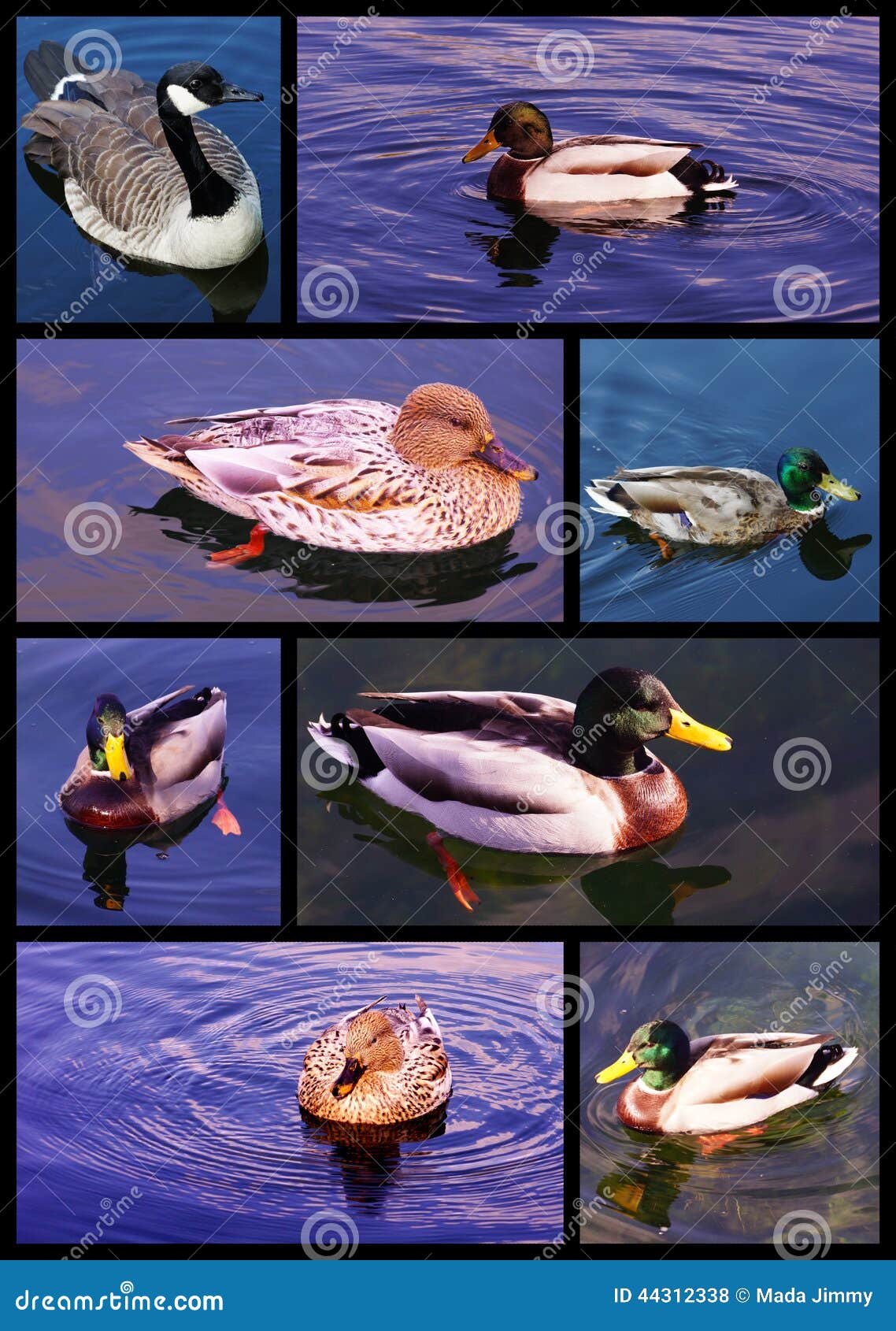 Duck collection stock photo. Image of geese, river, blue - 44312338