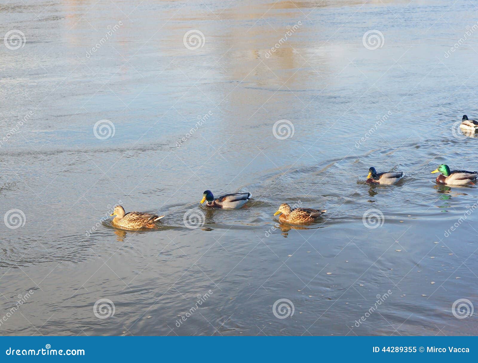 Swimming ducks stock image. Image of outdoor, river, nature - 44289355