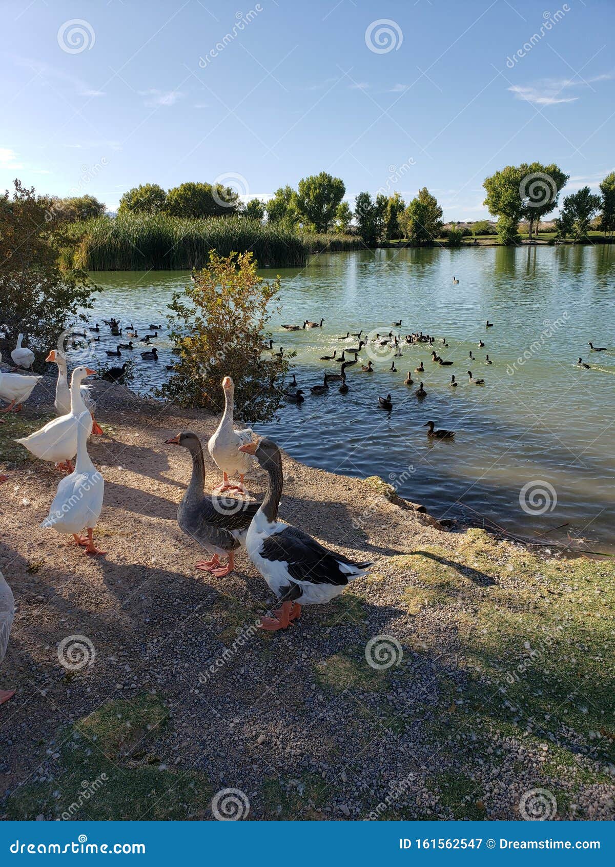 Ducks On A Lake Or Pond With Blue Reflective Water Surface And Native ...
