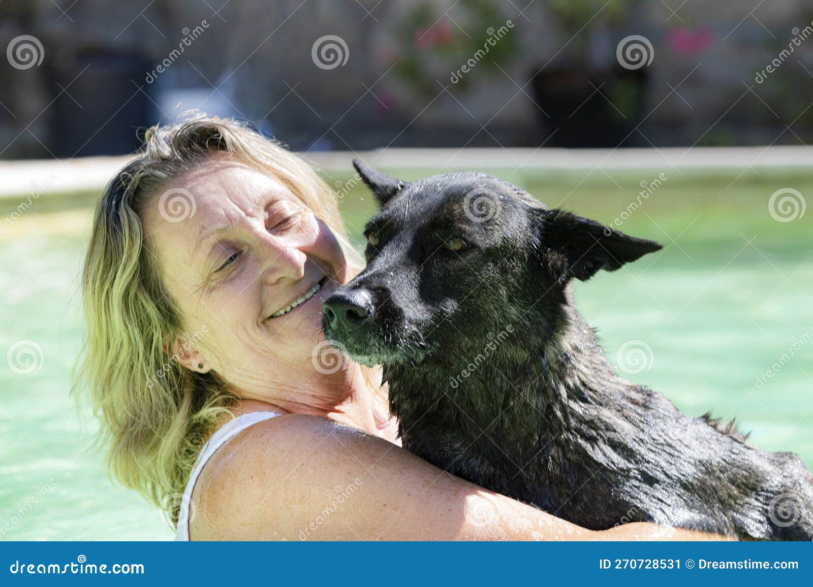 Swimming Dutch Shepherd and Woman Stock Image - Image of pool, shepherd ...