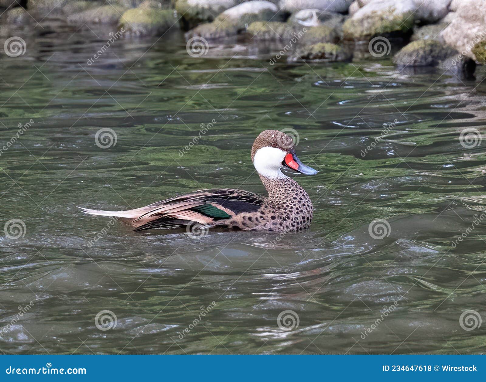 Swimming Eaton S Pintail Duck in a Pond Stock Photo - Image of animal ...