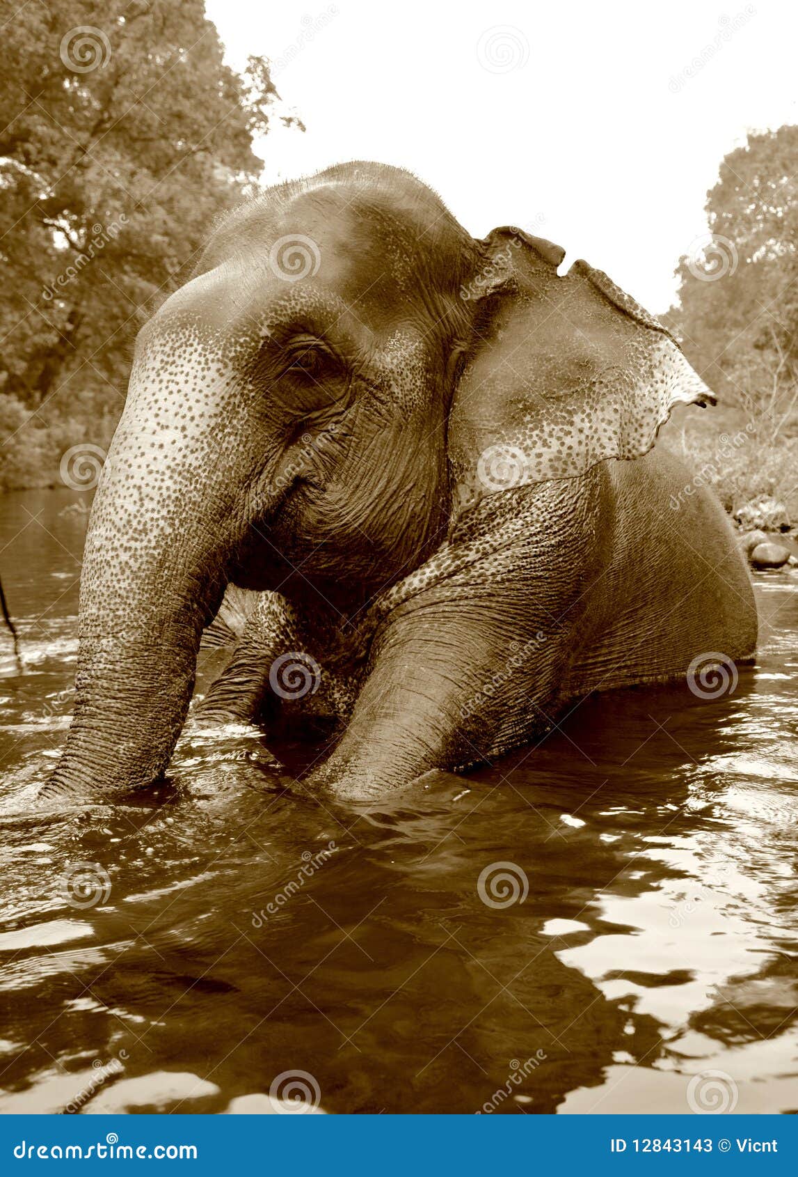 Swimming elephant stock image. Image of pond, asian, destinations ...