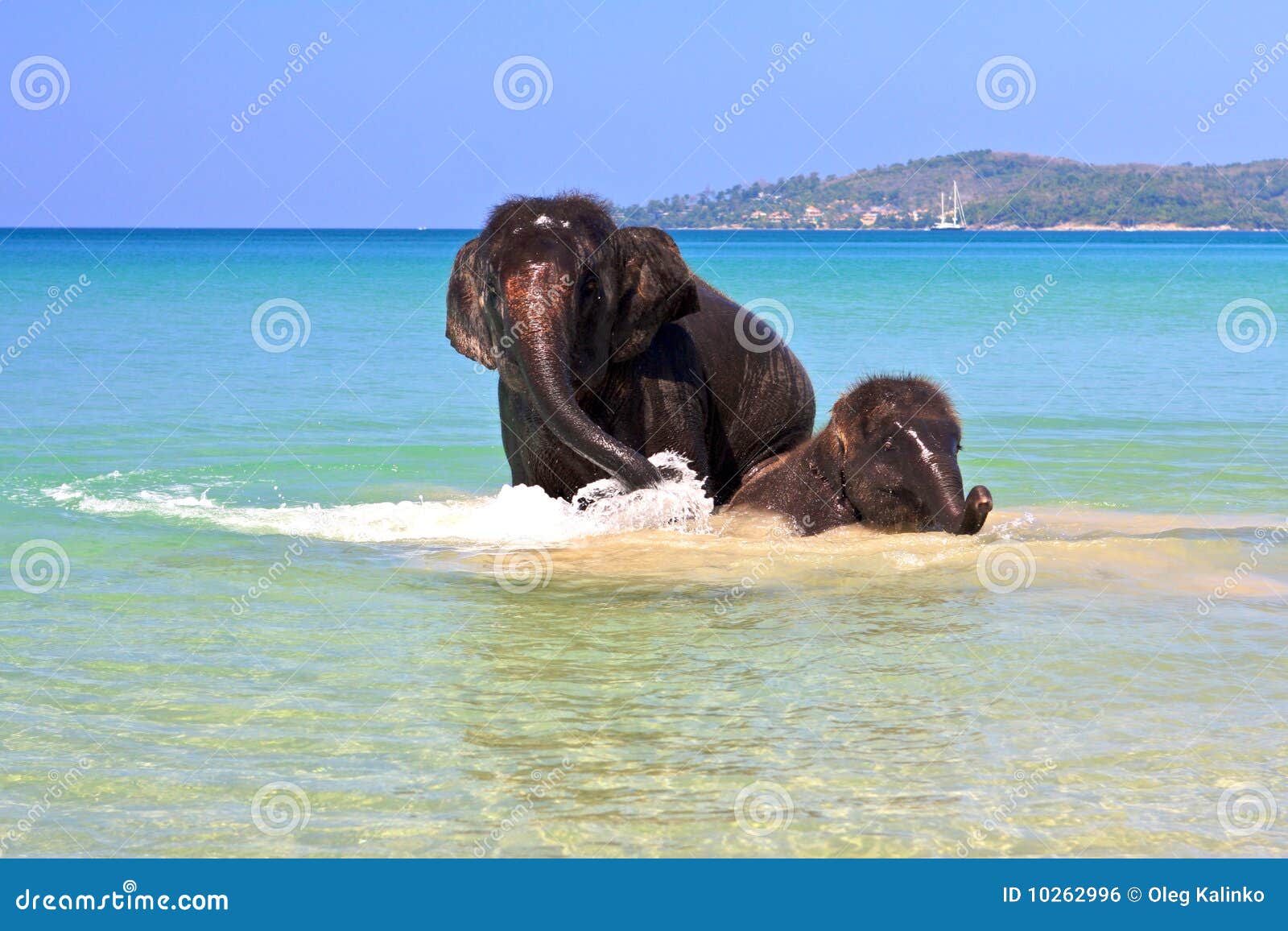 Swimming elephants stock photo. Image of huge, animal - 10262996