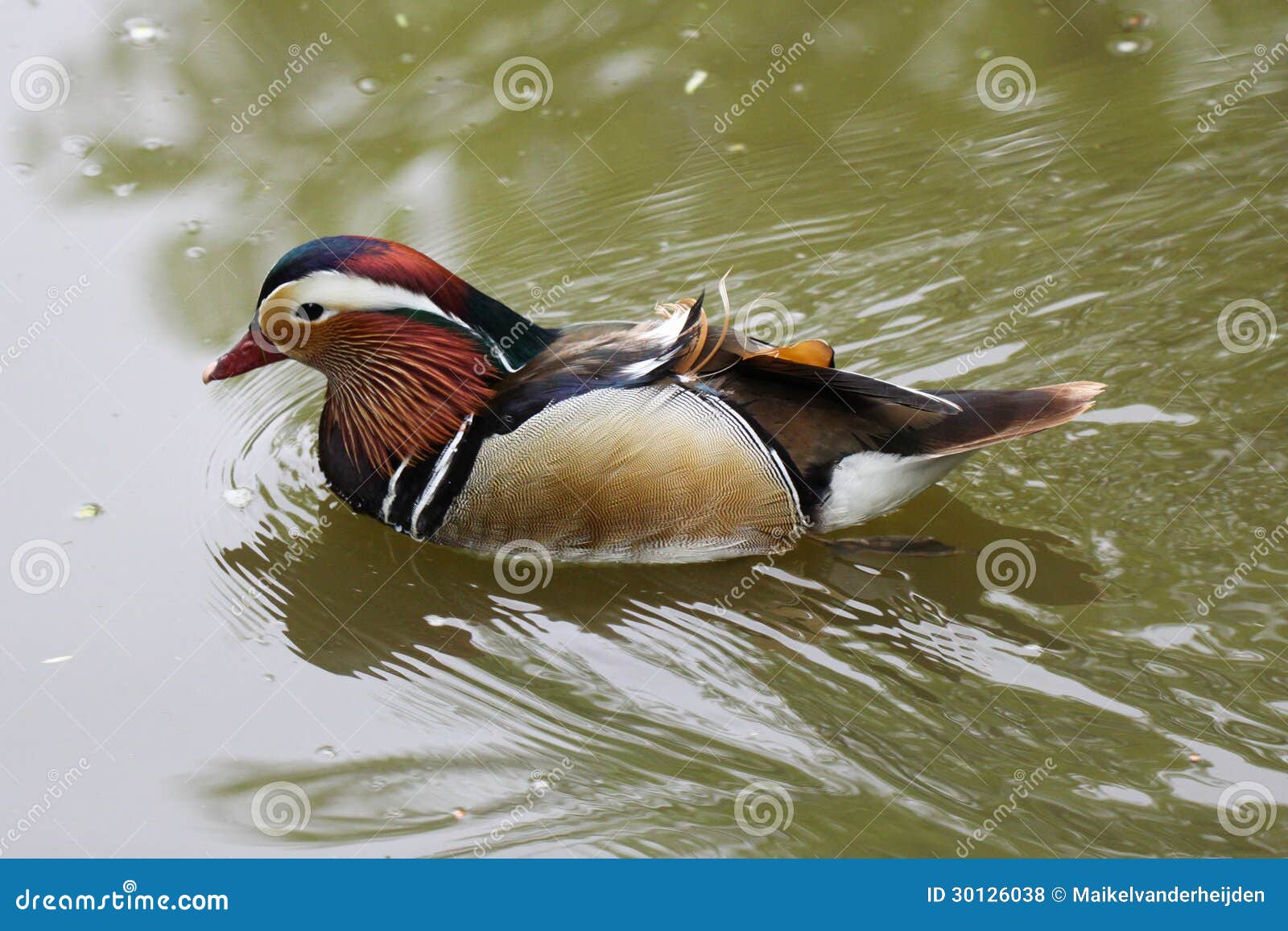 Exotic Duck stock photo. Image of eyes, legs, wilderness - 30126038