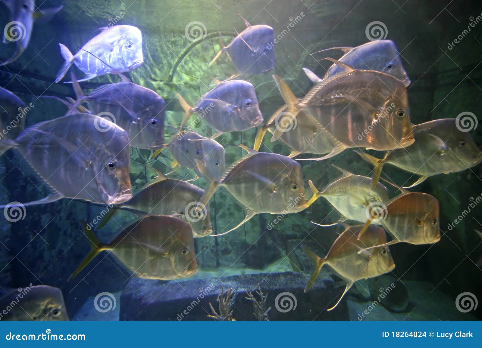 Swimming Fish stock photo. Image of swam, fish, fishes - 18264024