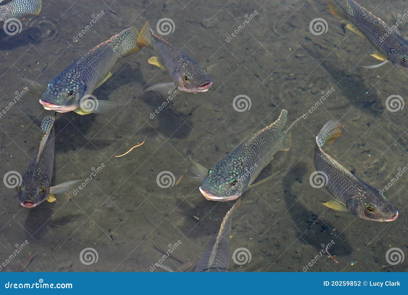 Swimming Fish stock photo. Image of fishes, fish, tank - 20259852