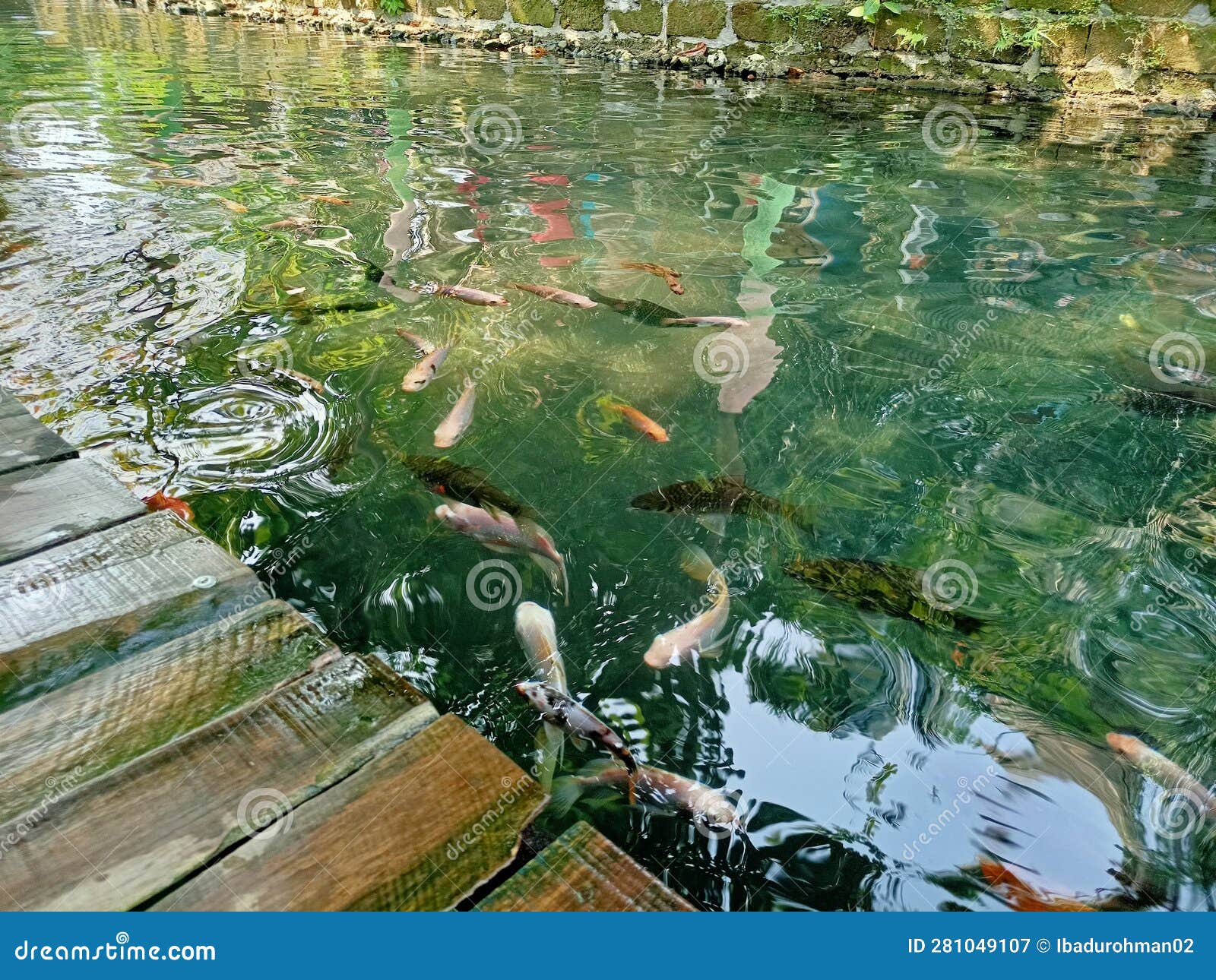 Swimming with Fish in the Swimming Pool so Nice Stock Image - Image of ...