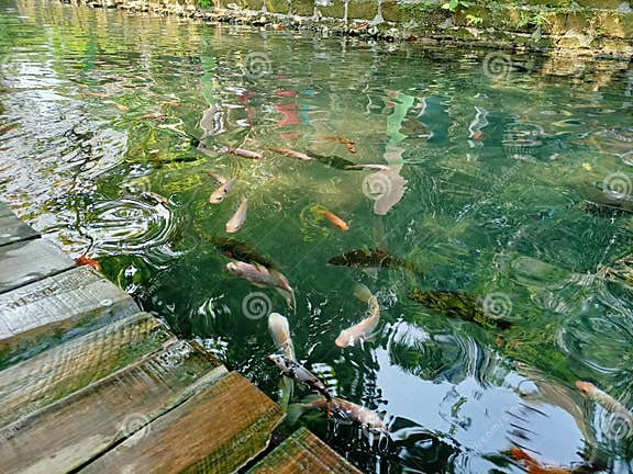 Swimming with Fish in the Swimming Pool so Nice Stock Image - Image of ...