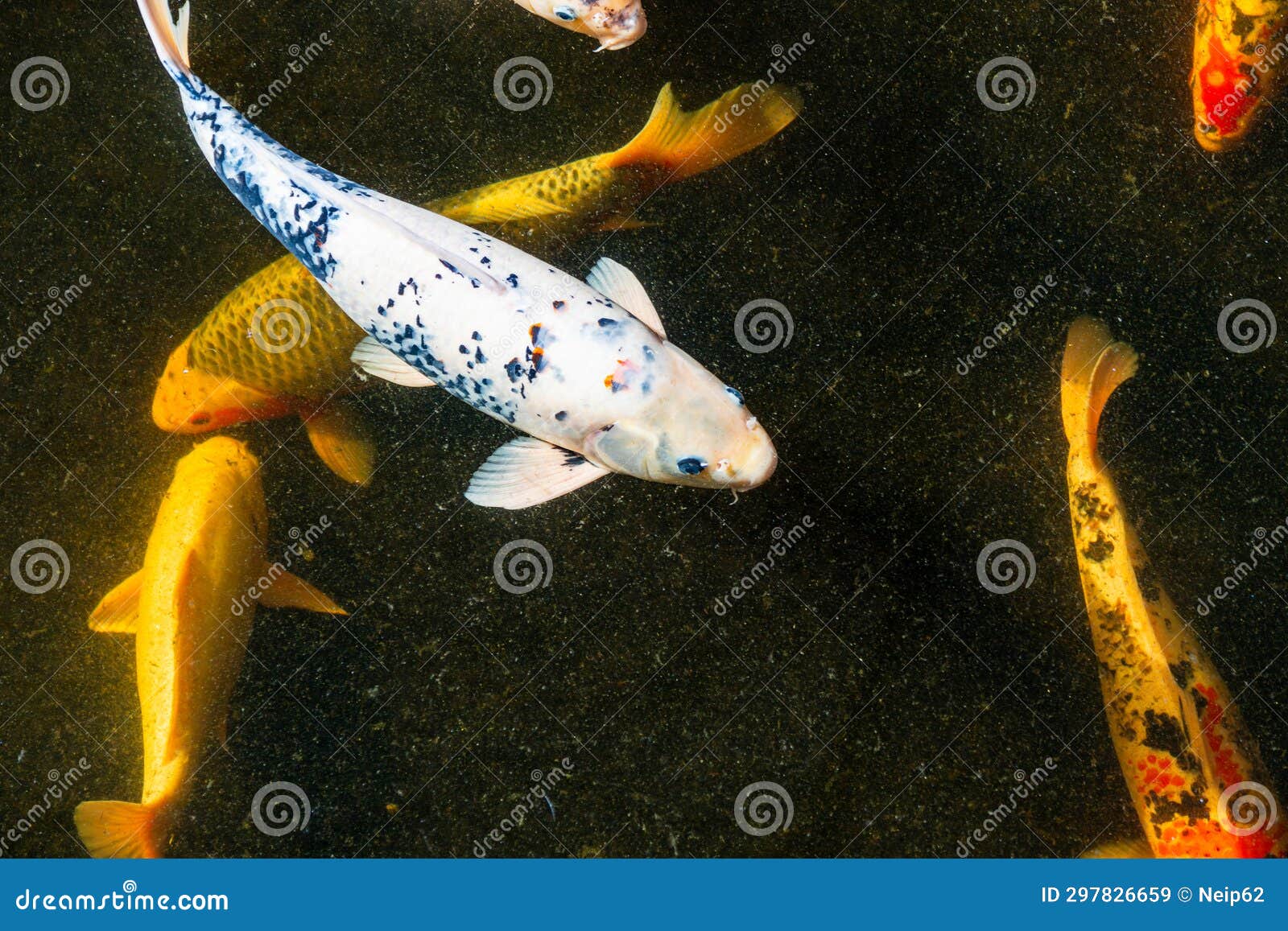 Swimming Fish in Water, Top View. Koi Carp Fish Stock Image - Image of ...