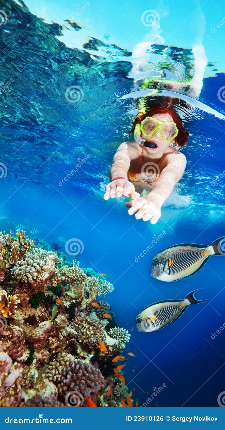 Swimming with the fishes stock photo. Image of island - 23910126