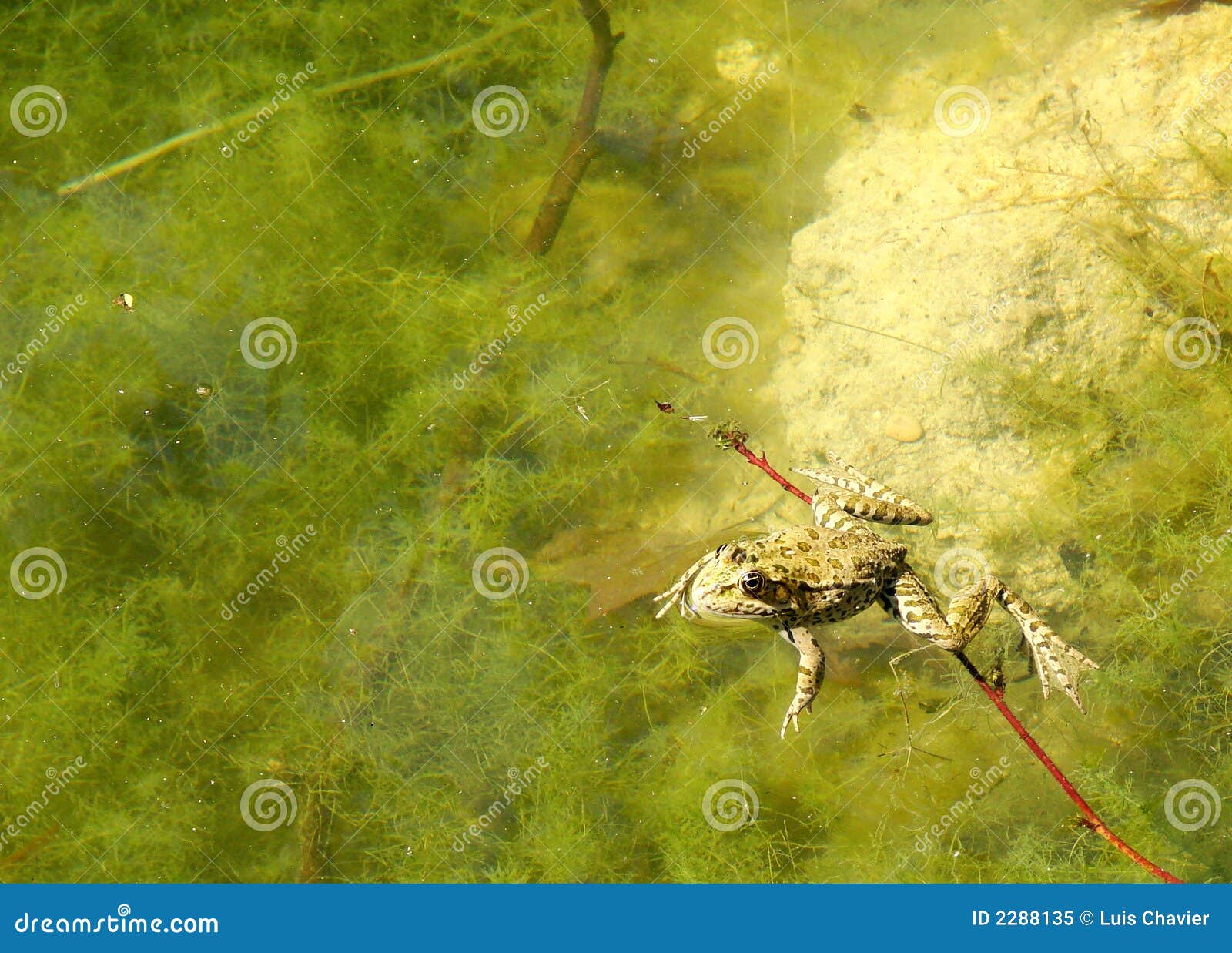 Swimming Frog stock image. Image of shallow, river, frog - 2288135