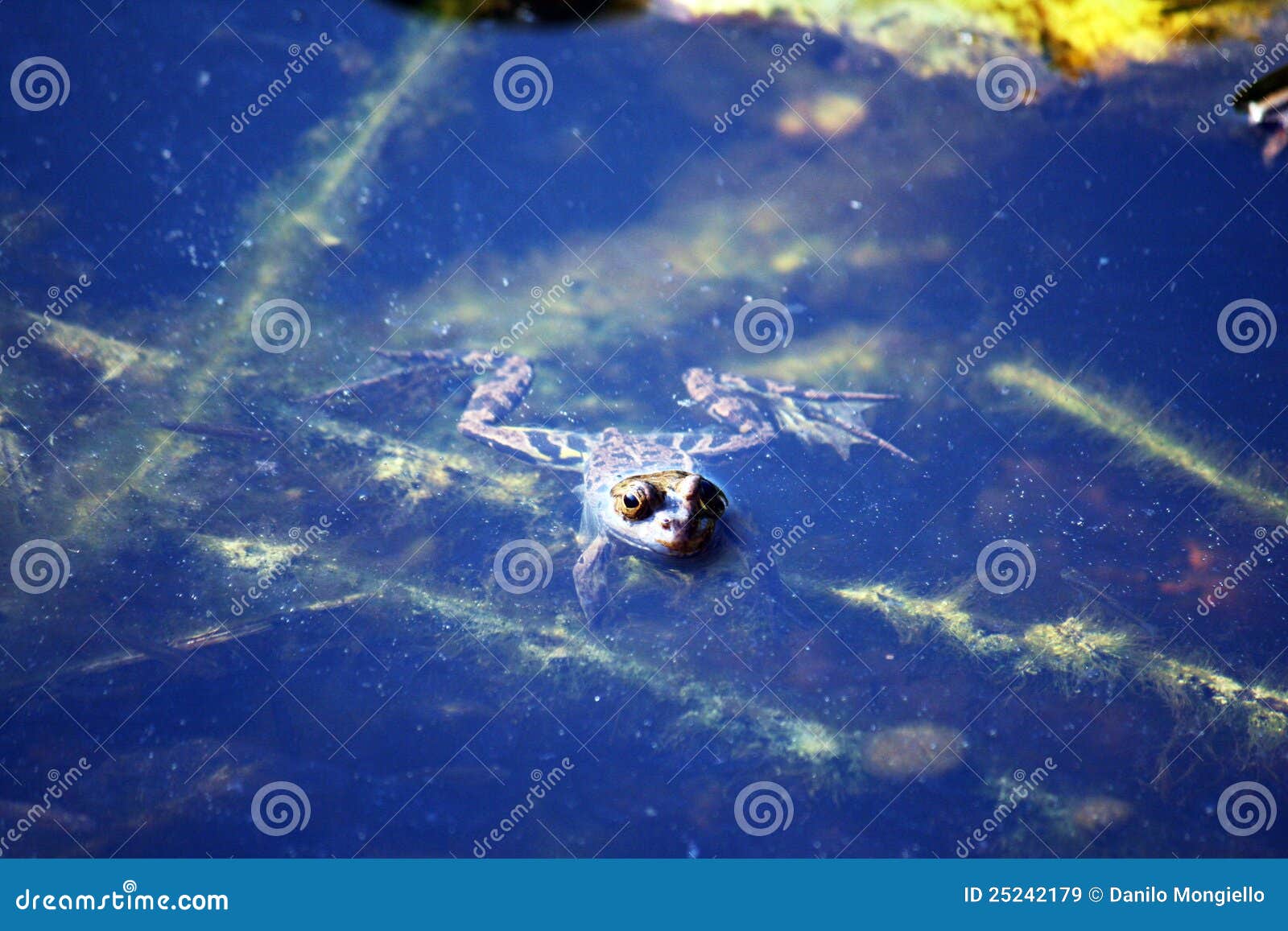 Swimming frog stock image. Image of italy, water, astroni - 25242179