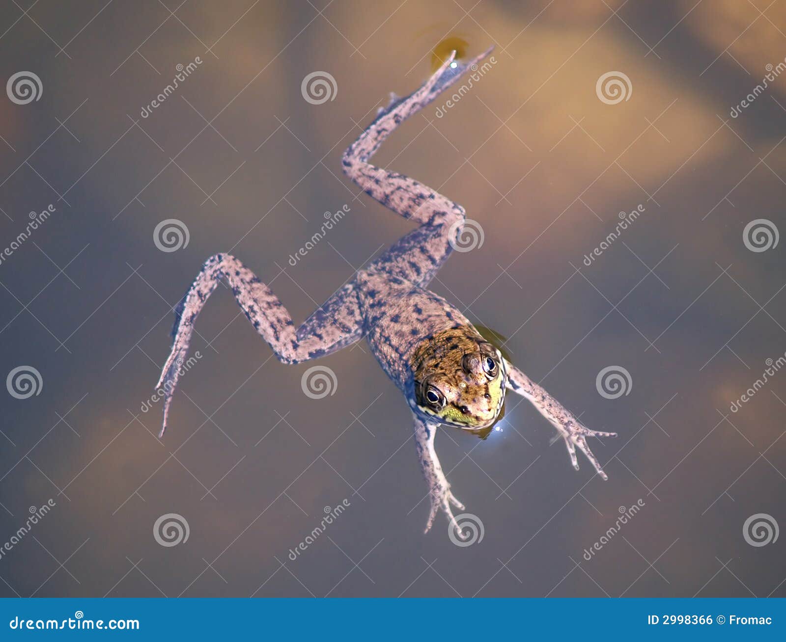Swimming Frog Royalty Free Stock Image - Image: 2998366