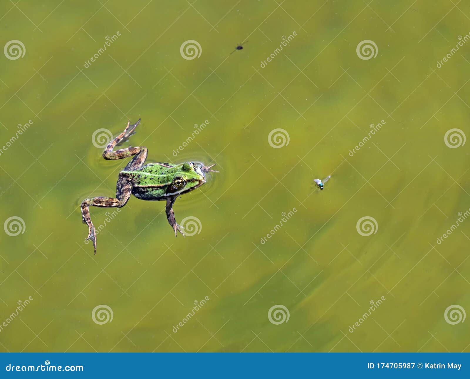 Swimming frog in a pond stock image. Image of pomerania - 174705987