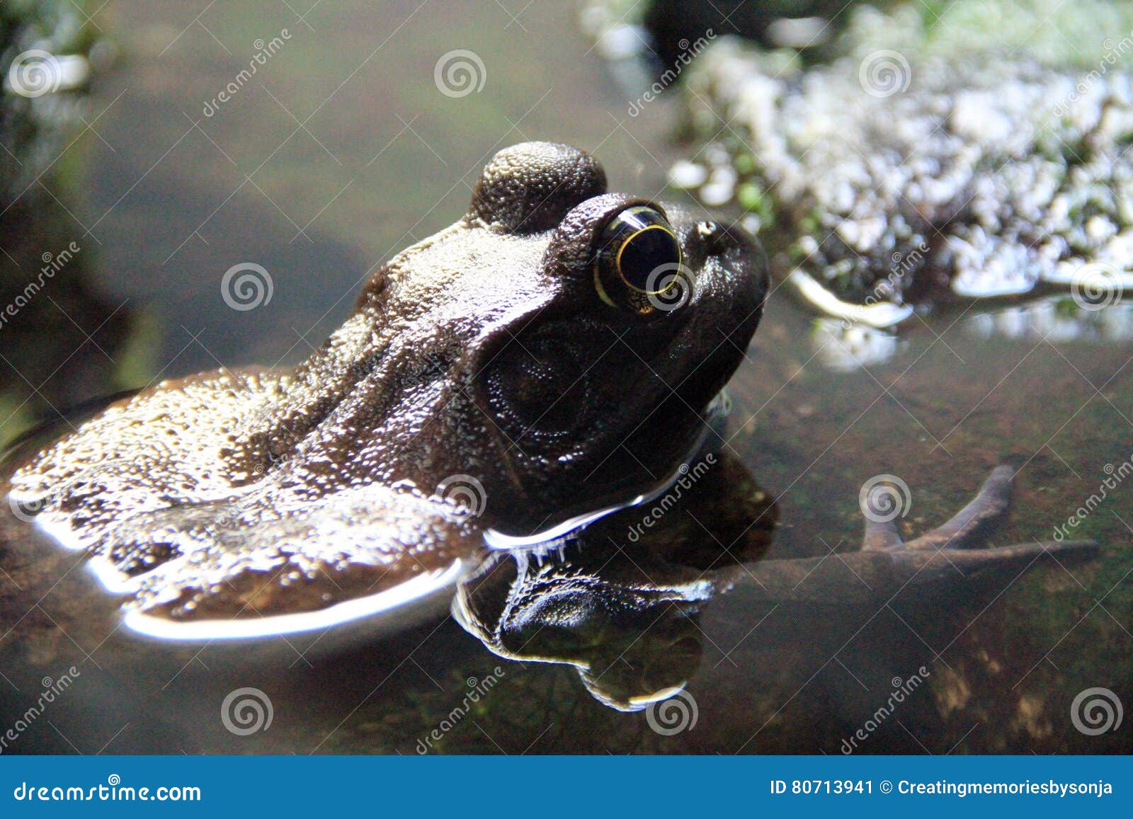 Swimming Frog stock image. Image of cold, anura, science - 80713941