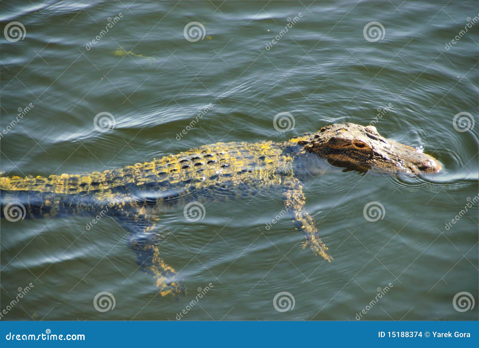 Swimming gator stock photo. Image of danger, florida - 15188374