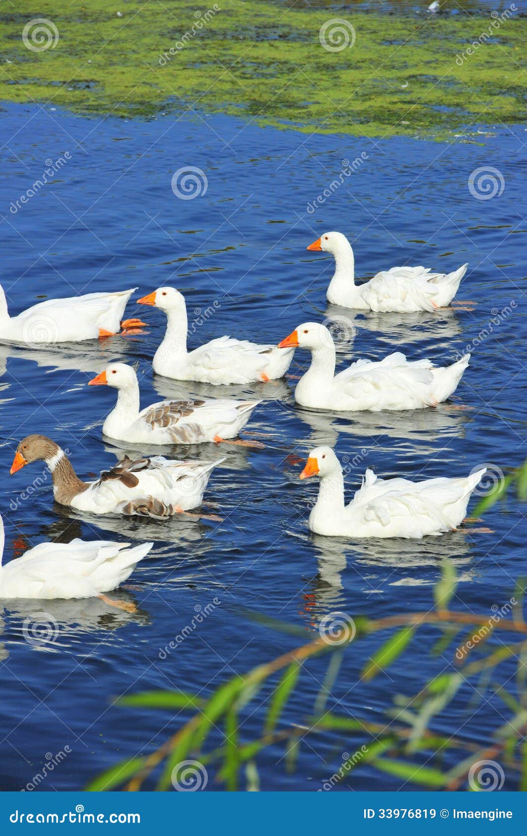 Swimming geese formation stock image. Image of domestic - 33976819