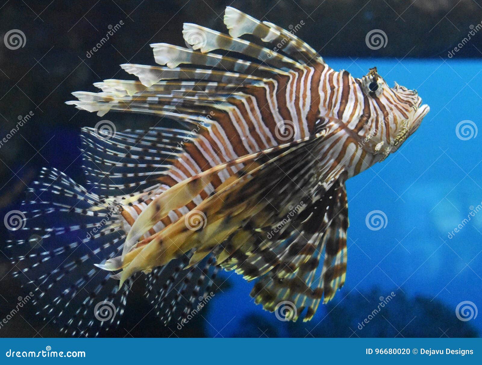 Swimming and Gliding Zebrafish Heading Toward Blue Waters Stock Photo ...