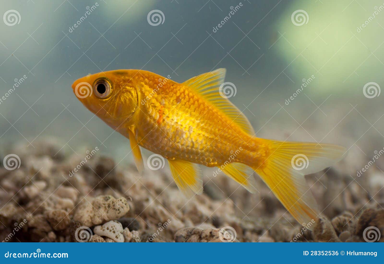 Swimming Gold Fish in Aquarium Stock Photo - Image of nature, water ...