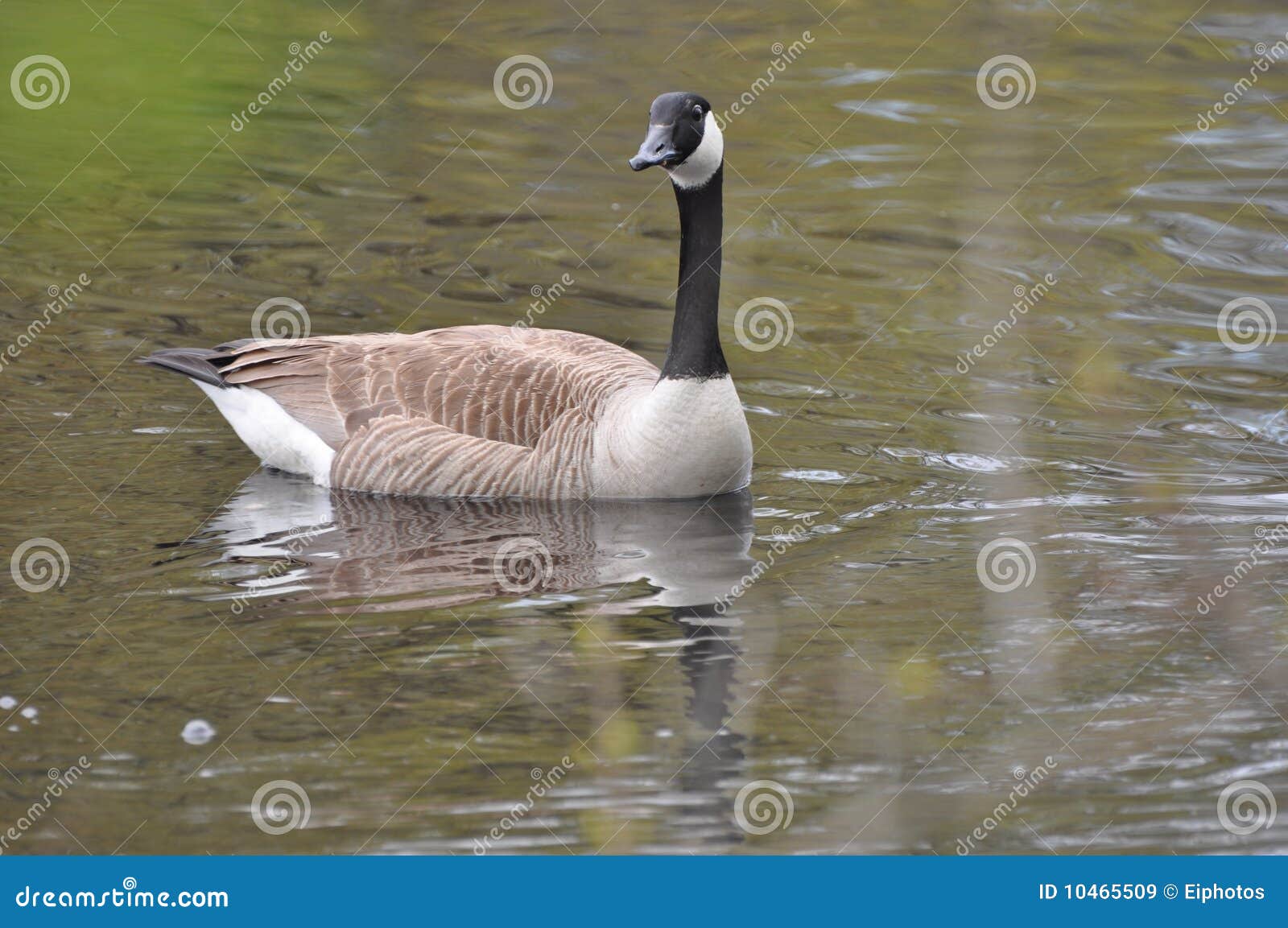 Swimming goose. stock image. Image of animals, wildlife - 10465509