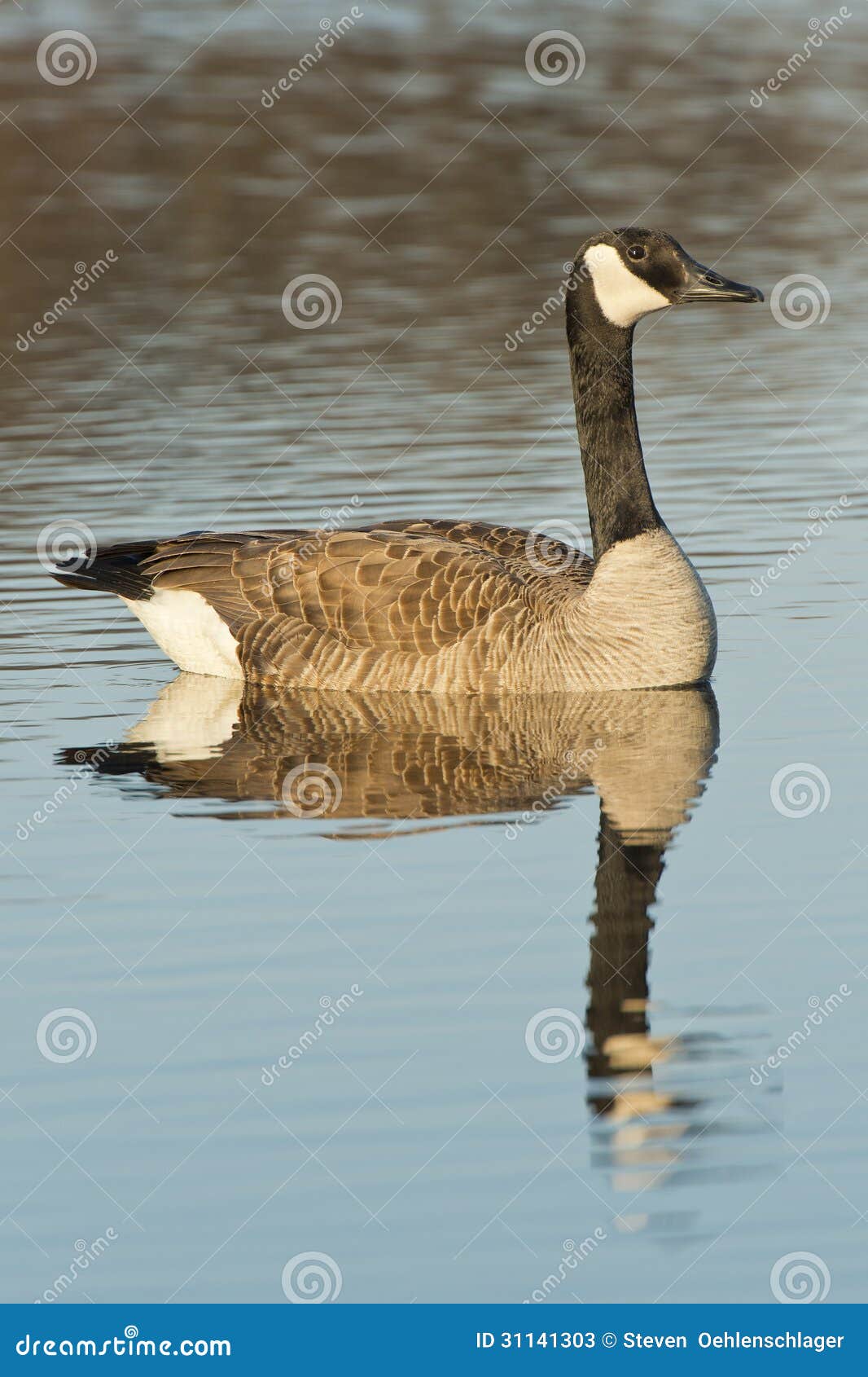 Swimming Goose stock image. Image of hunting, waterfowl - 31141303
