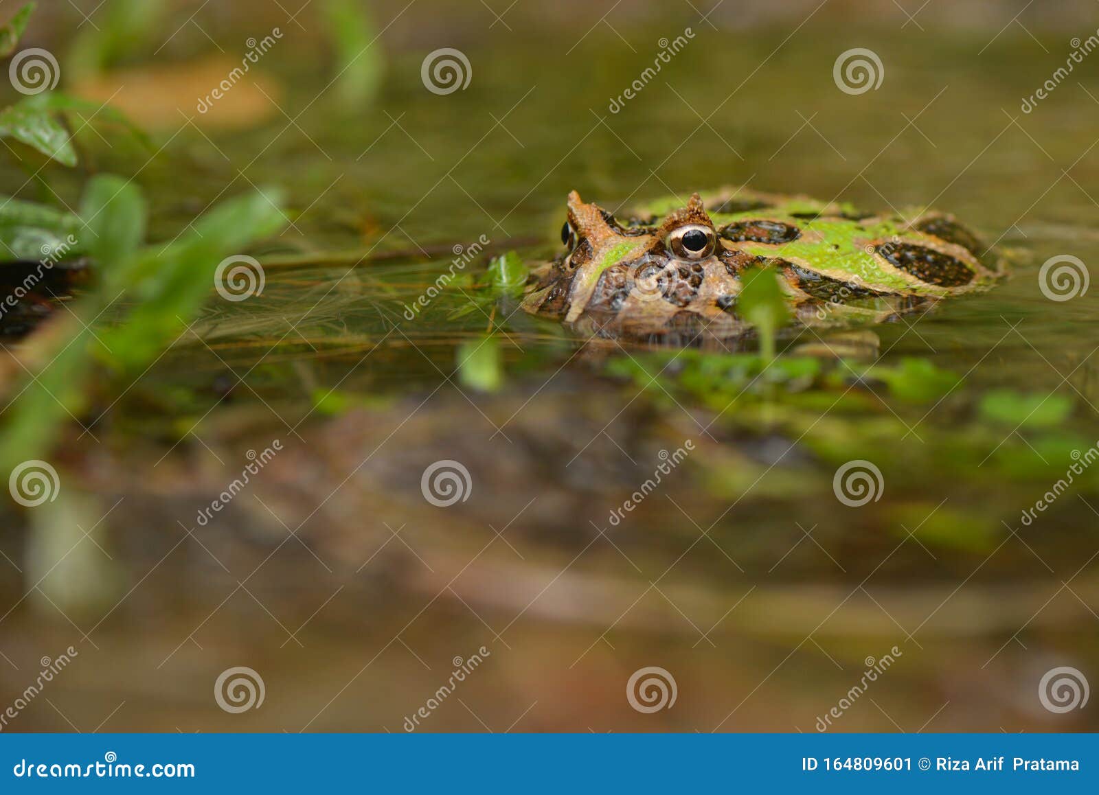 Swimming Green Pacman in Water Stock Image - Image of pacman, water ...