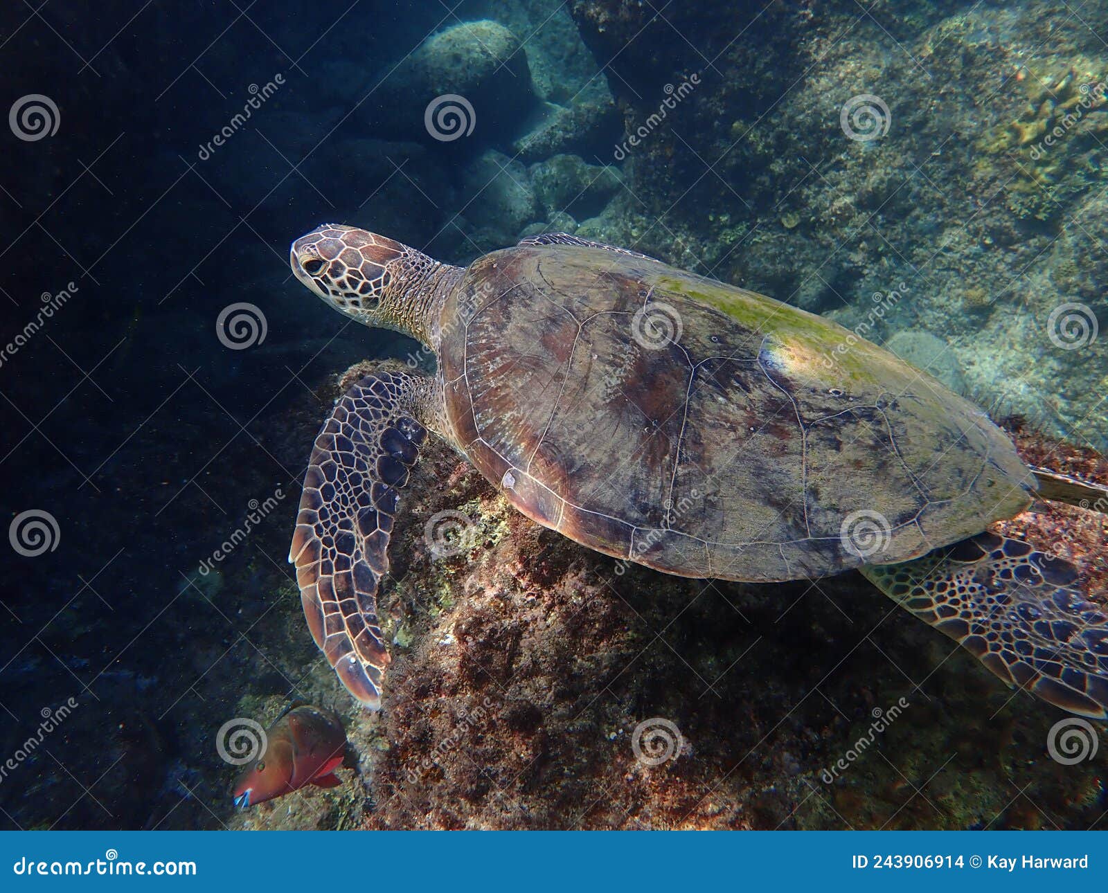 Turtle Chilling On The Riverbank Stock Photo | CartoonDealer.com #127290294