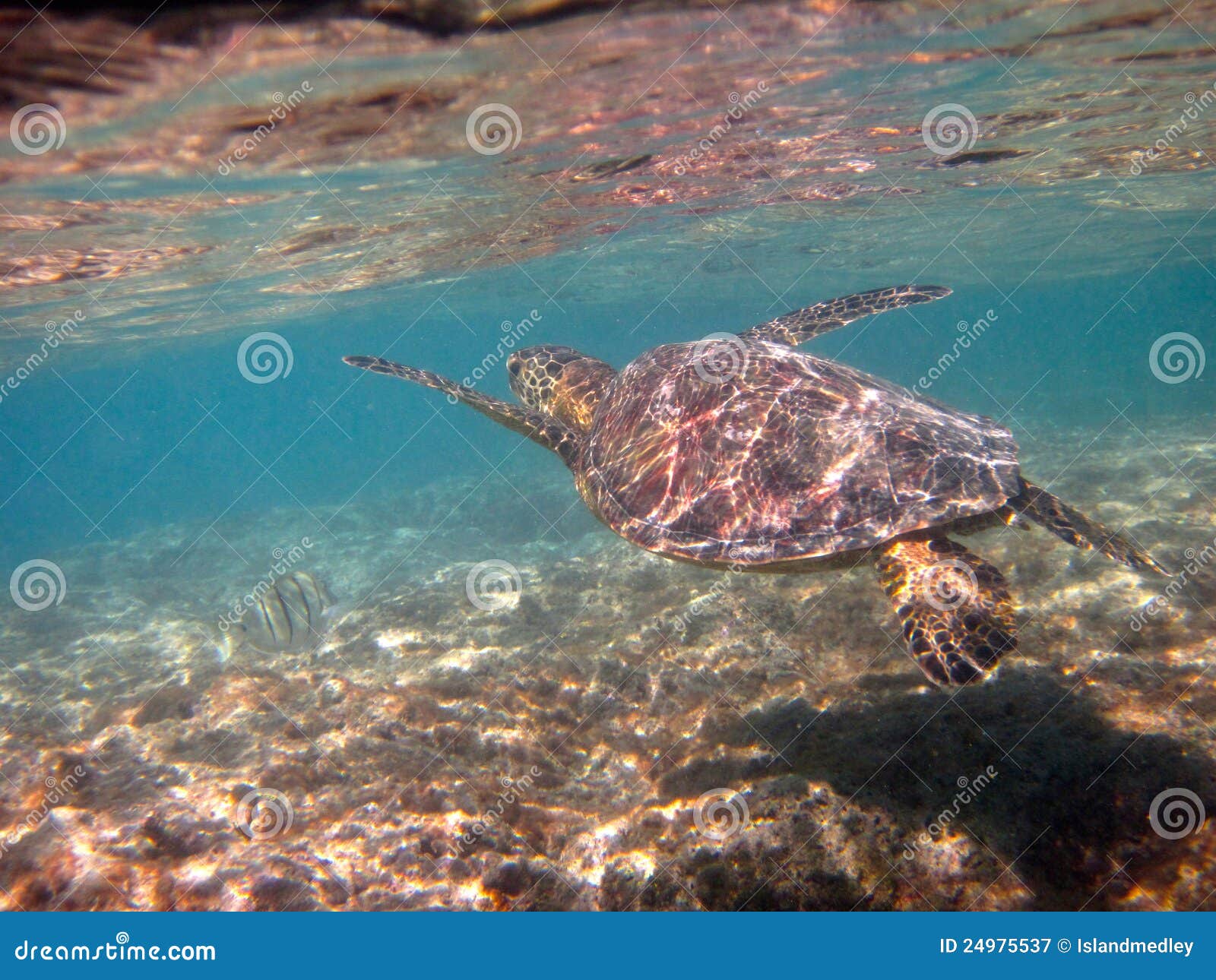 Sea Turtle, Honu, Sticking Head Out Of The Water For A Breath Of Air ...