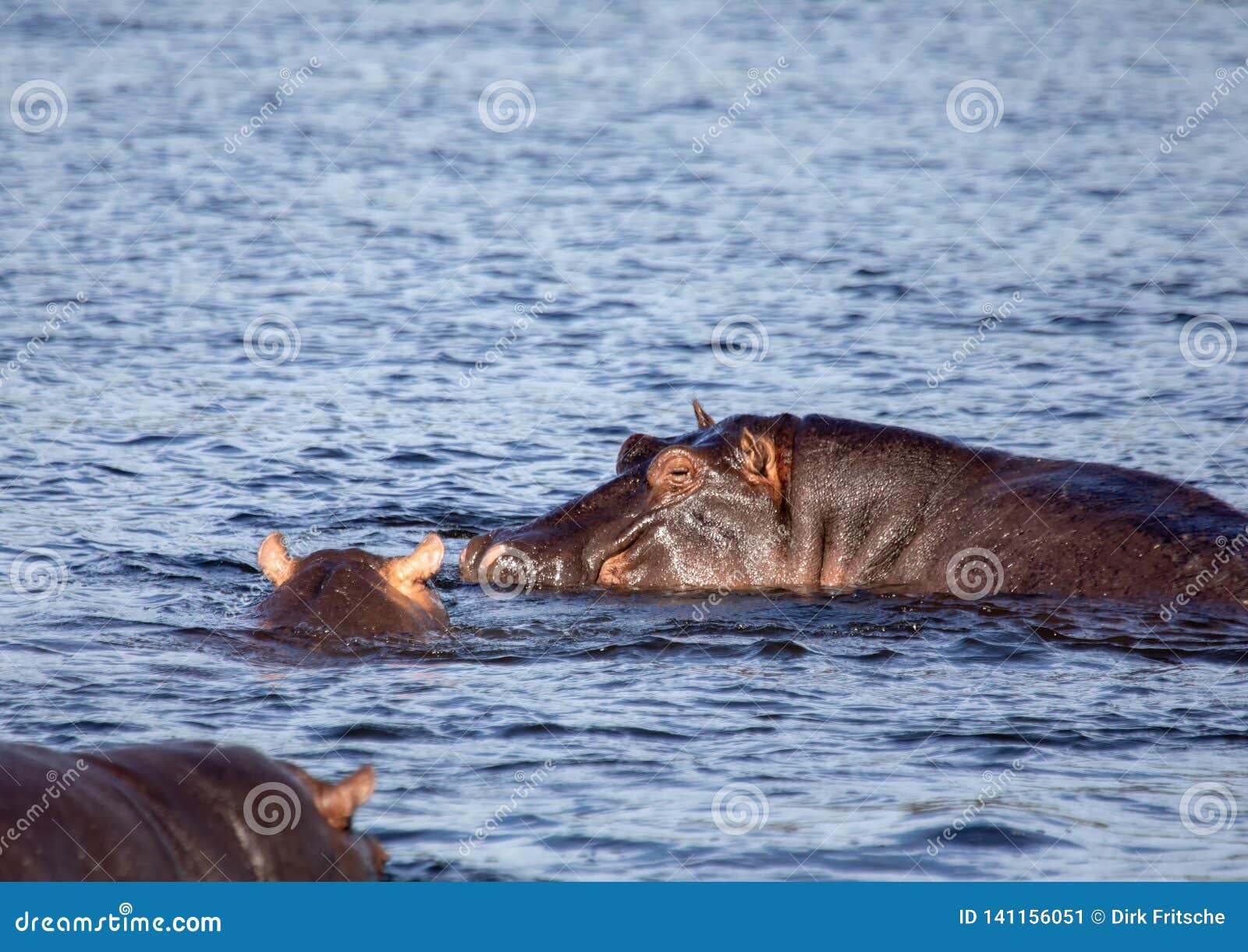 Swimming Hippopotamus in the River Chobe in Botswana Stock Image ...
